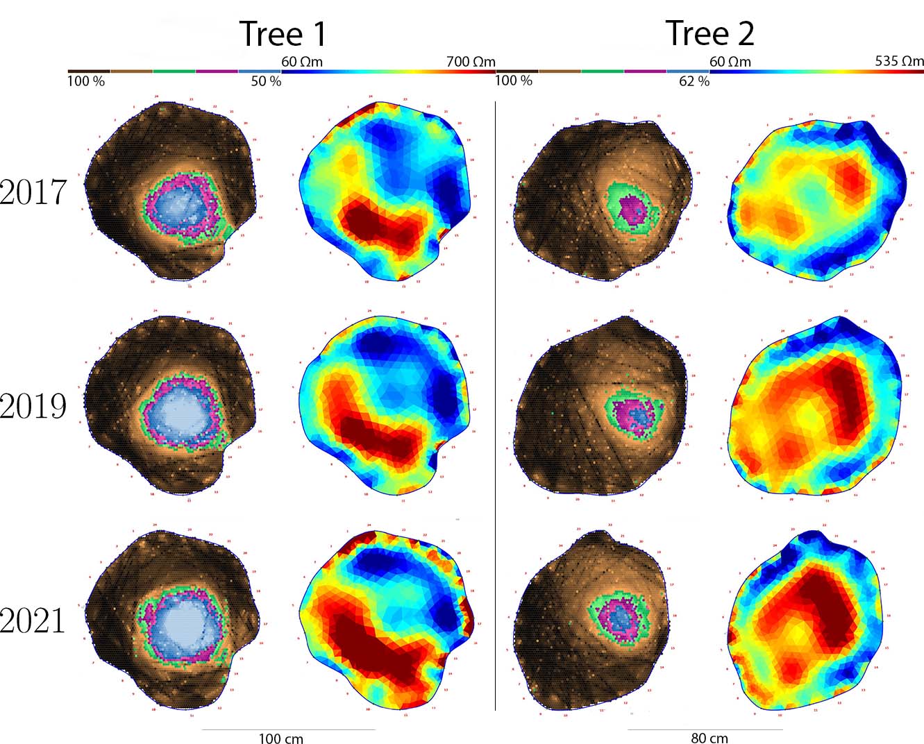 Tomogramme sind vergleichbar - Baumtomographie