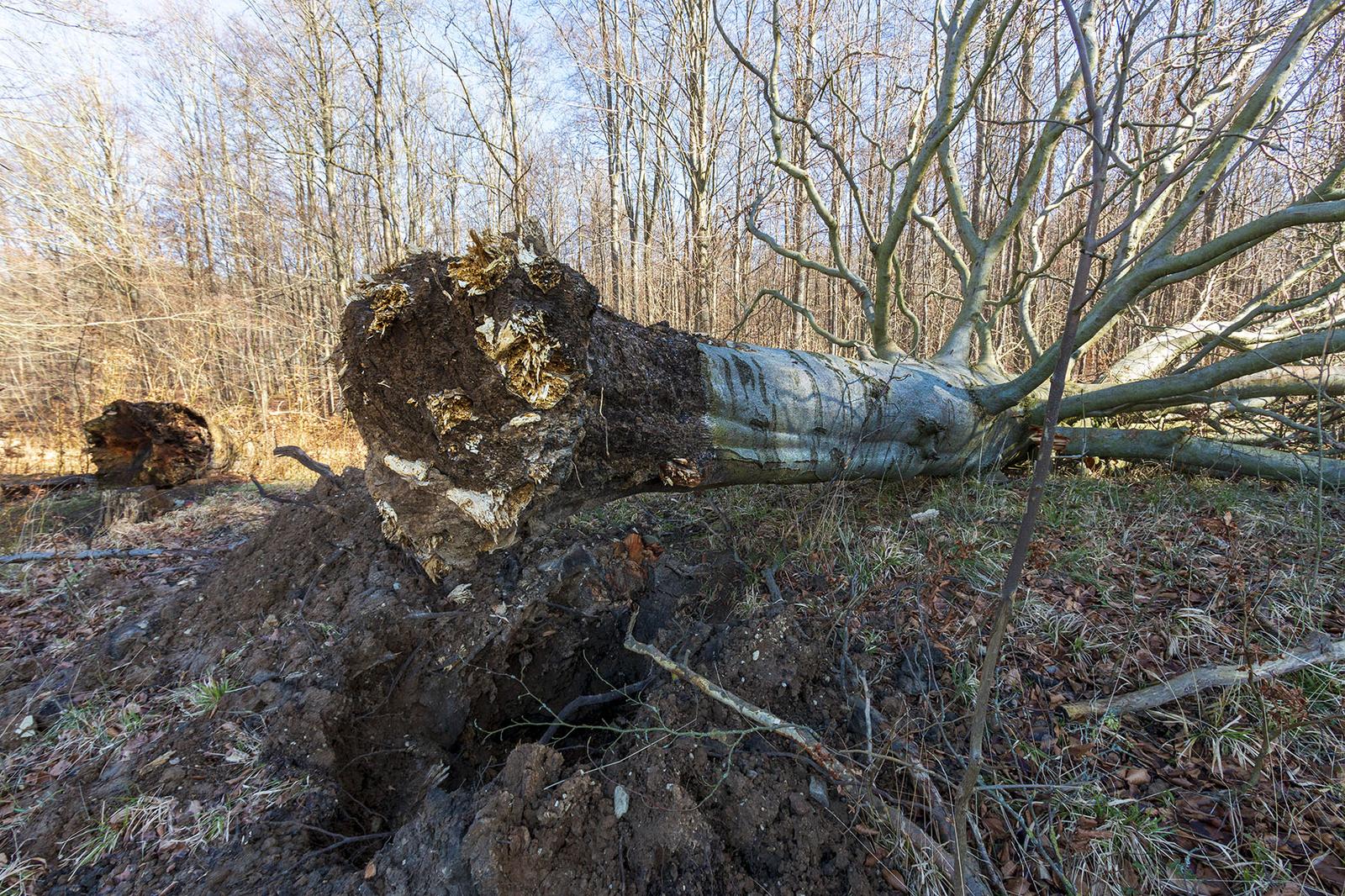 Recent tree failures validate results of wind tipping curves - Tree ...