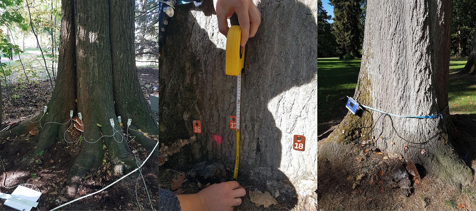 Comparison of methods to measure sensor positions for tomography - Tree ...