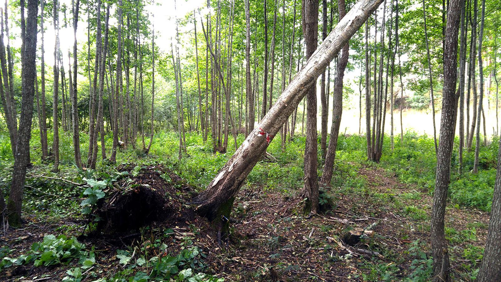 Static Pulling tests can be used for urban and forest trees - Tree ...