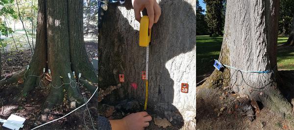 Comparison of methods to measure sensor positions for tomography - Tree ...